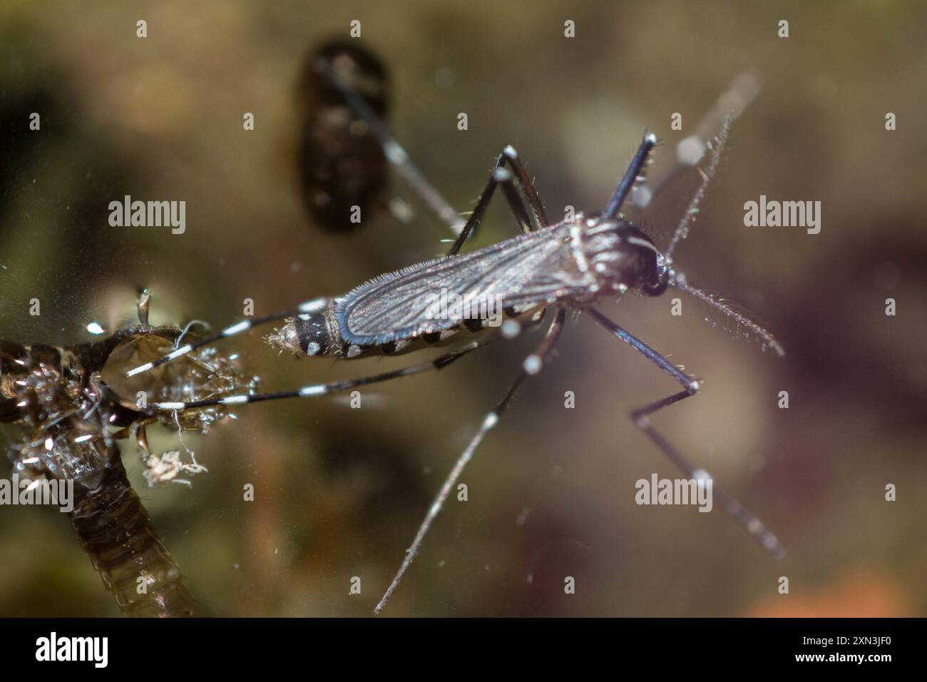 Asian Tiger Mosquito (Aedes albopictus) Insecta Stock Photo - Alamy