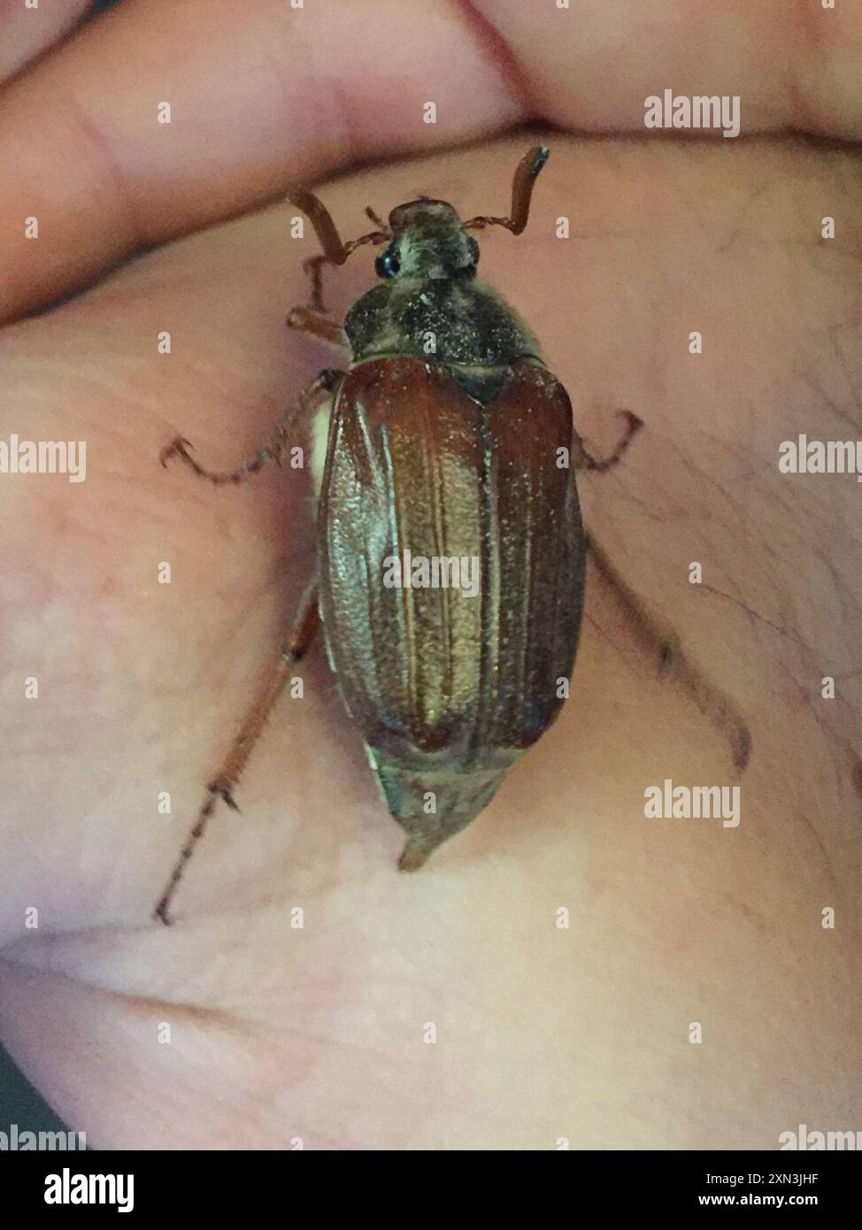Common Cockchafer (Melolontha melolontha) Insecta Stock Photo - Alamy