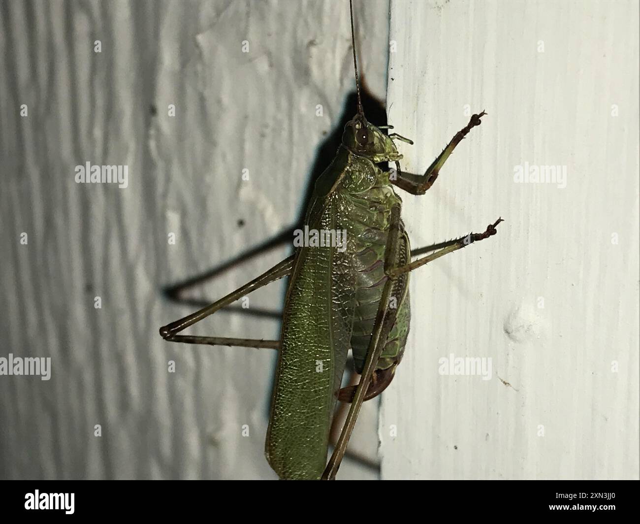 Fork-tailed Bush Katydid (Scudderia furcata) Insecta Stock Photo - Alamy