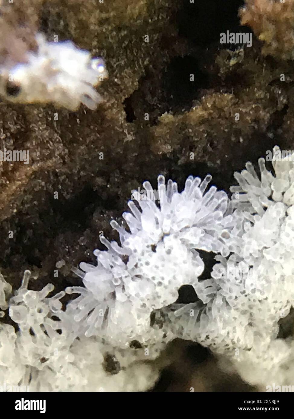 Honeycomb Coral Slime Mold (Ceratiomyxa fruticulosa) Protozoa Stock ...