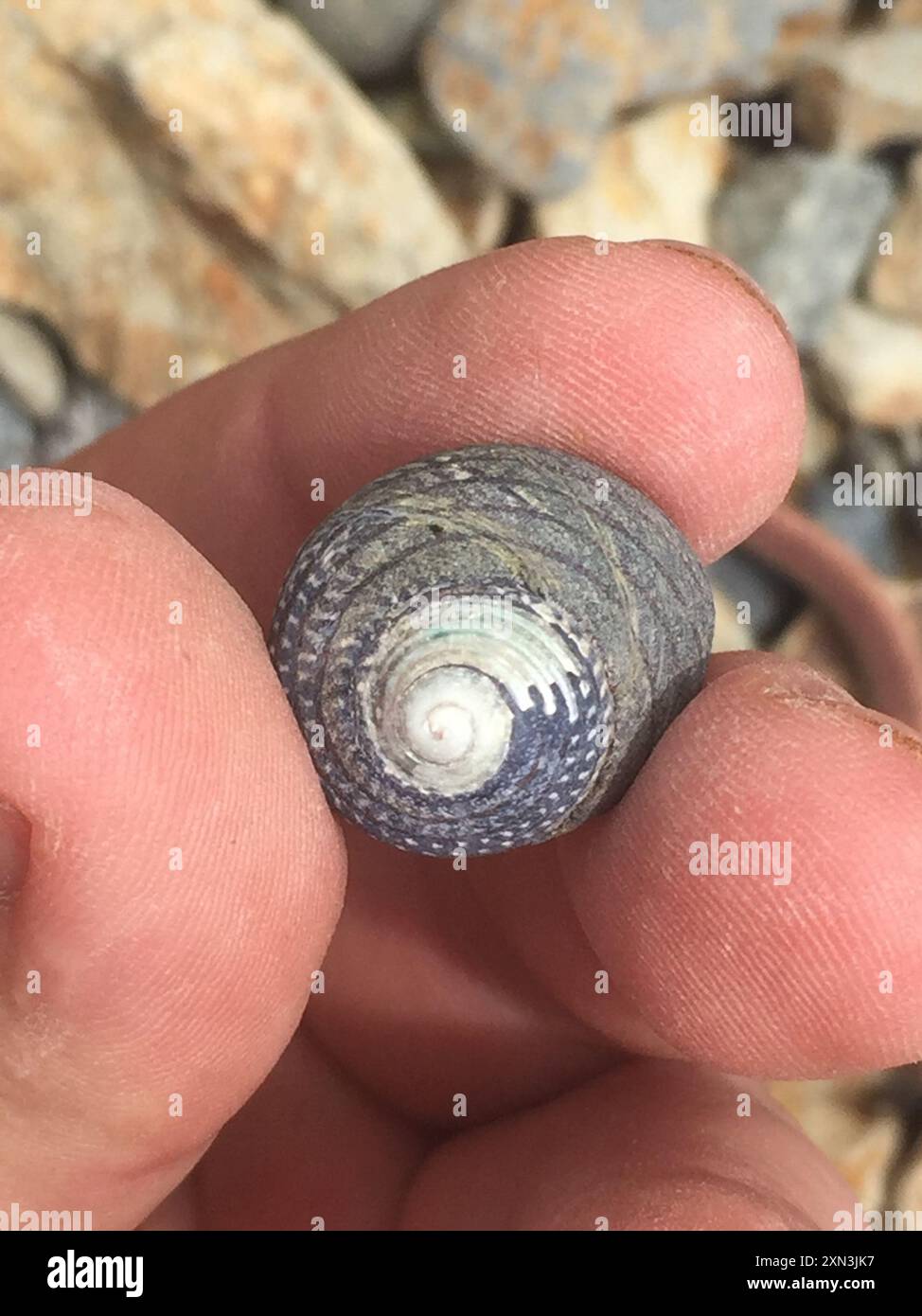 Spotted Top Snail (Diloma aethiops) Mollusca Stock Photo - Alamy