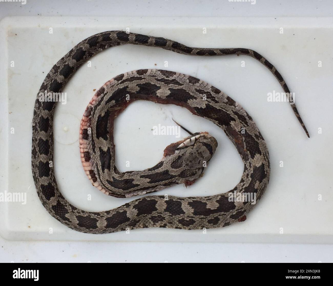 Eastern Ratsnake (Pantherophis alleghaniensis) Reptilia Stock Photo - Alamy