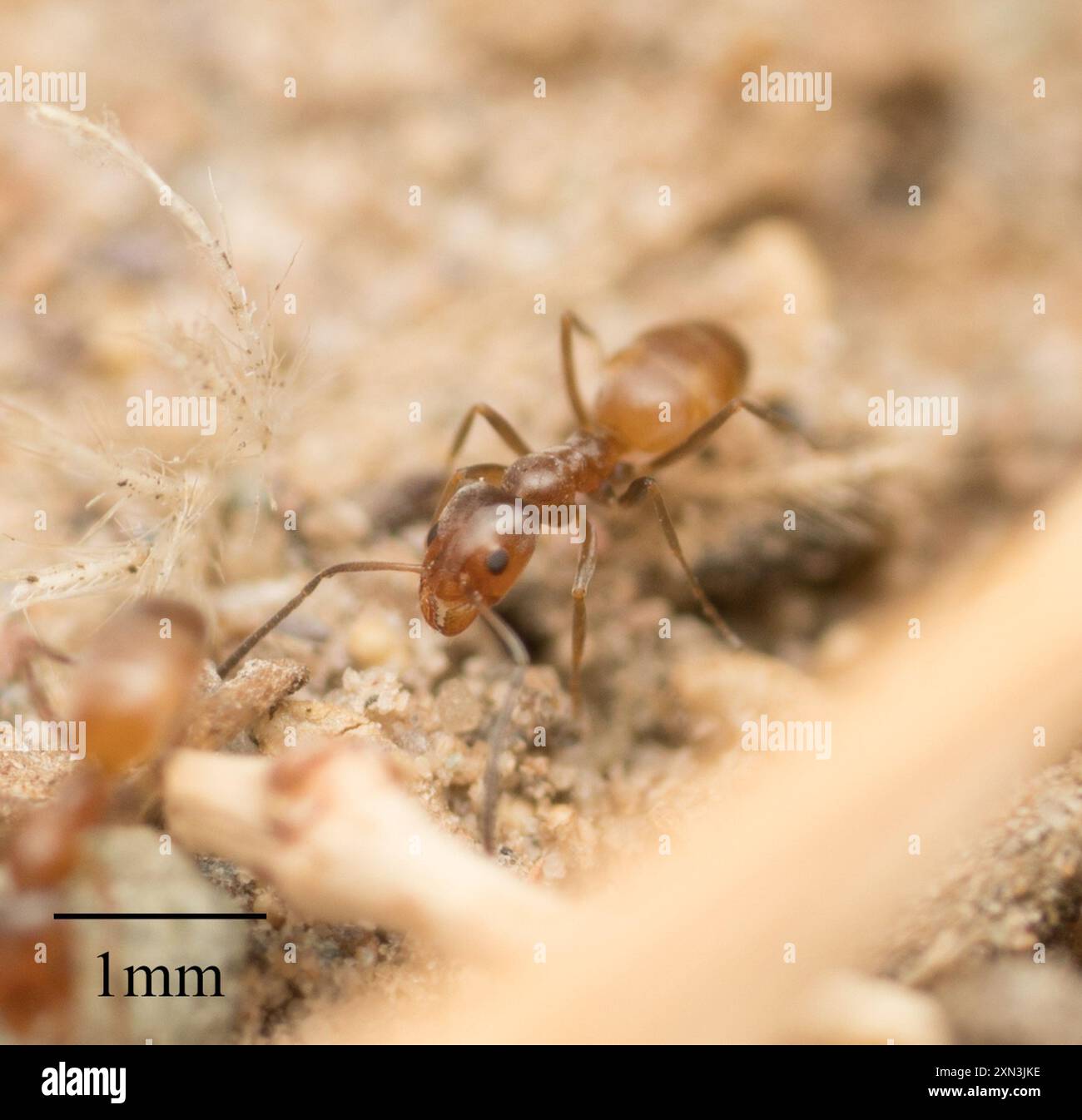 High Noon Ant (Forelius pruinosus) Insecta Stock Photo - Alamy