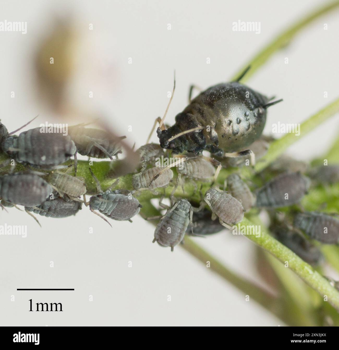 Aphis craccivora hi-res stock photography and images - Alamy