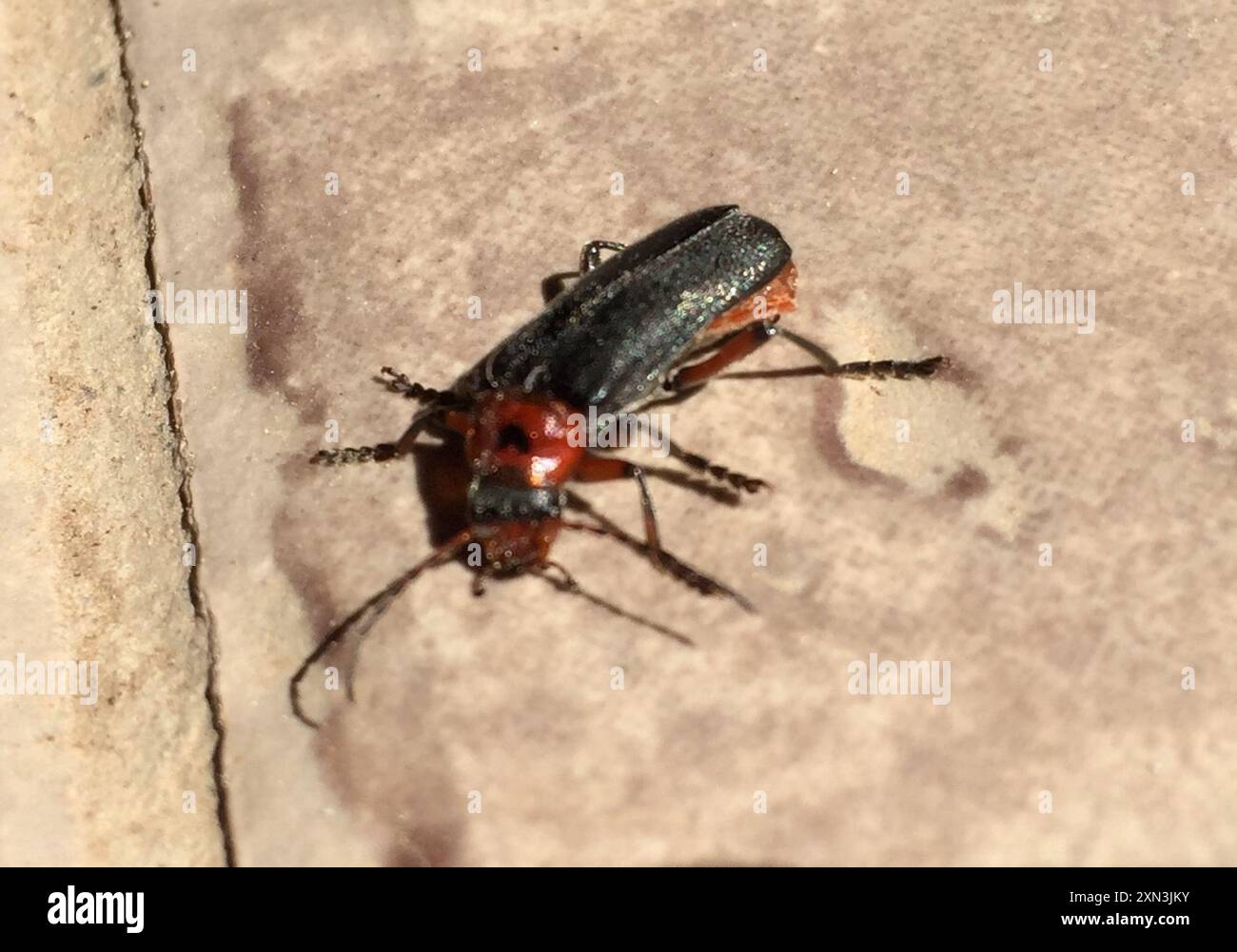 Rustic Sailor Beetle (Cantharis rustica) Insecta Stock Photo - Alamy