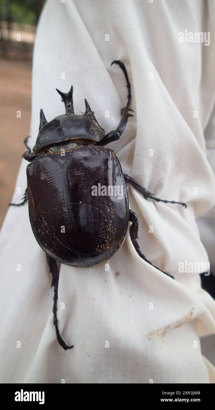 Elephant Beetles (Megasoma) Insecta Stock Photo - Alamy
