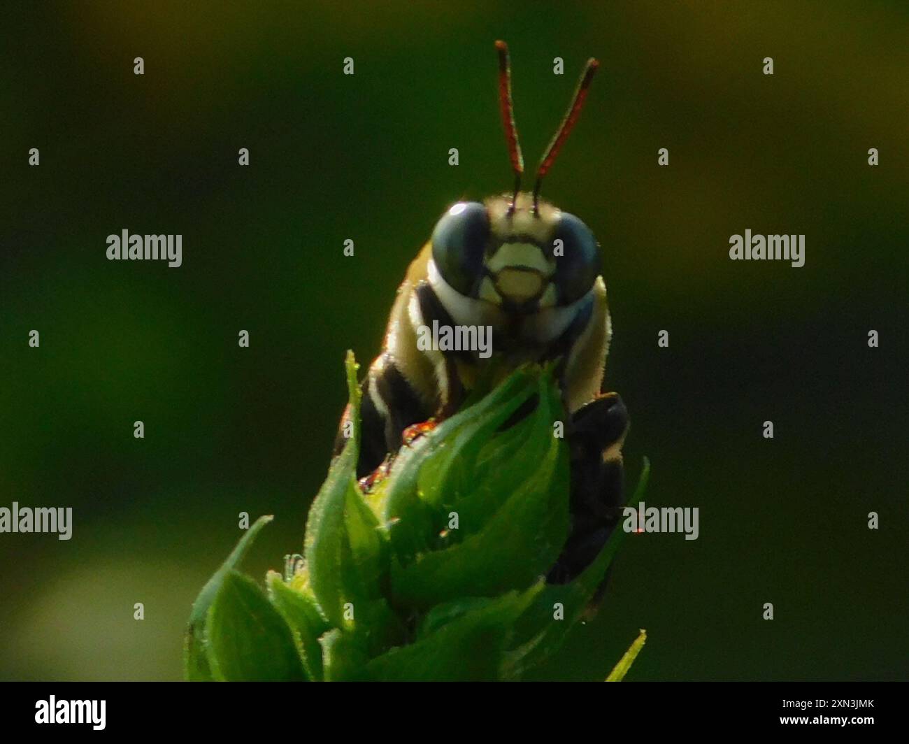 Shining Oil-digger Bee (Centris nitida) Insecta Stock Photo - Alamy