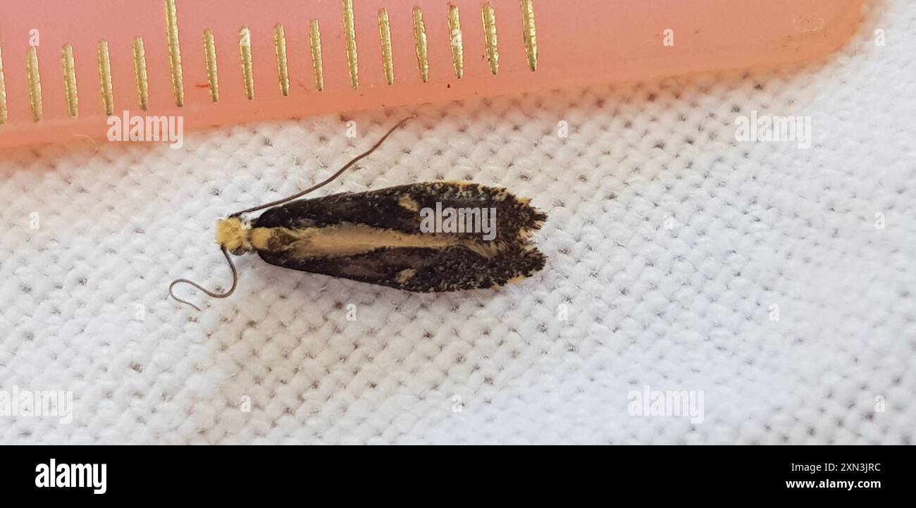 Dead Sheep Moth (Monopis ethelella) Insecta Stock Photo - Alamy