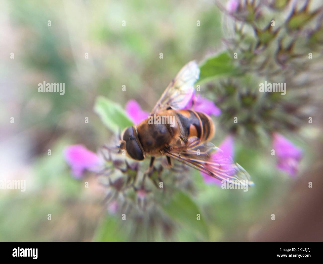 Common Drone Fly (Eristalis tenax) Insecta Stock Photo - Alamy