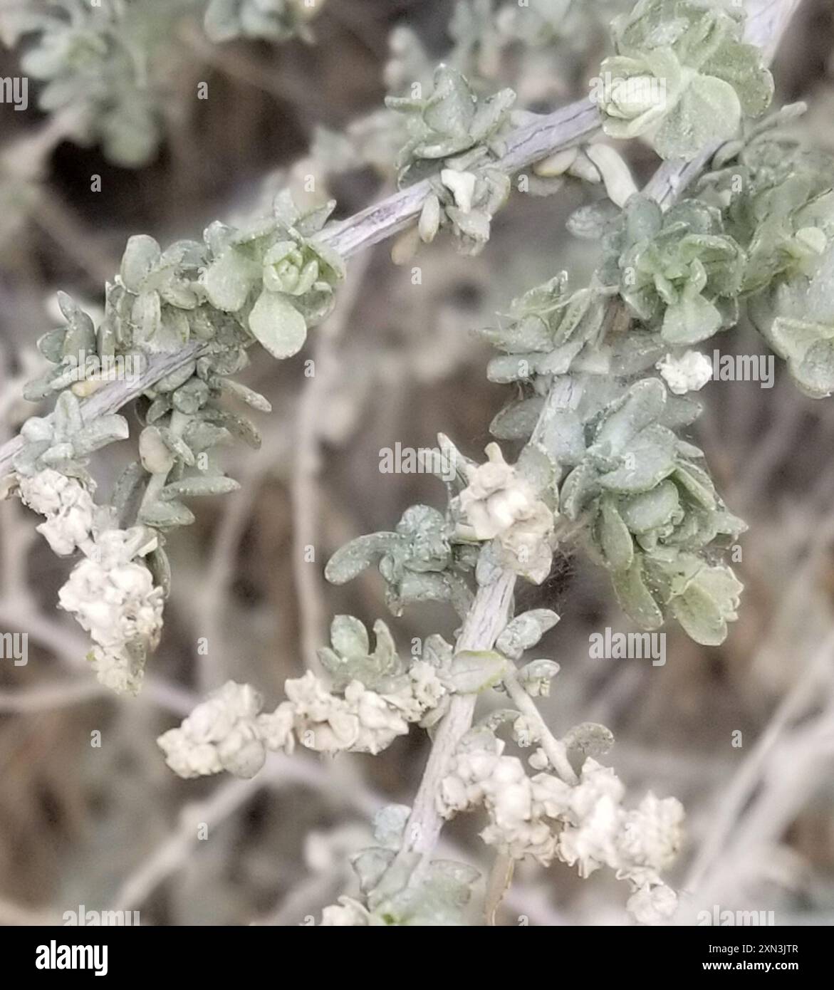 Cattle Saltbush (Atriplex polycarpa) Plantae Stock Photo - Alamy