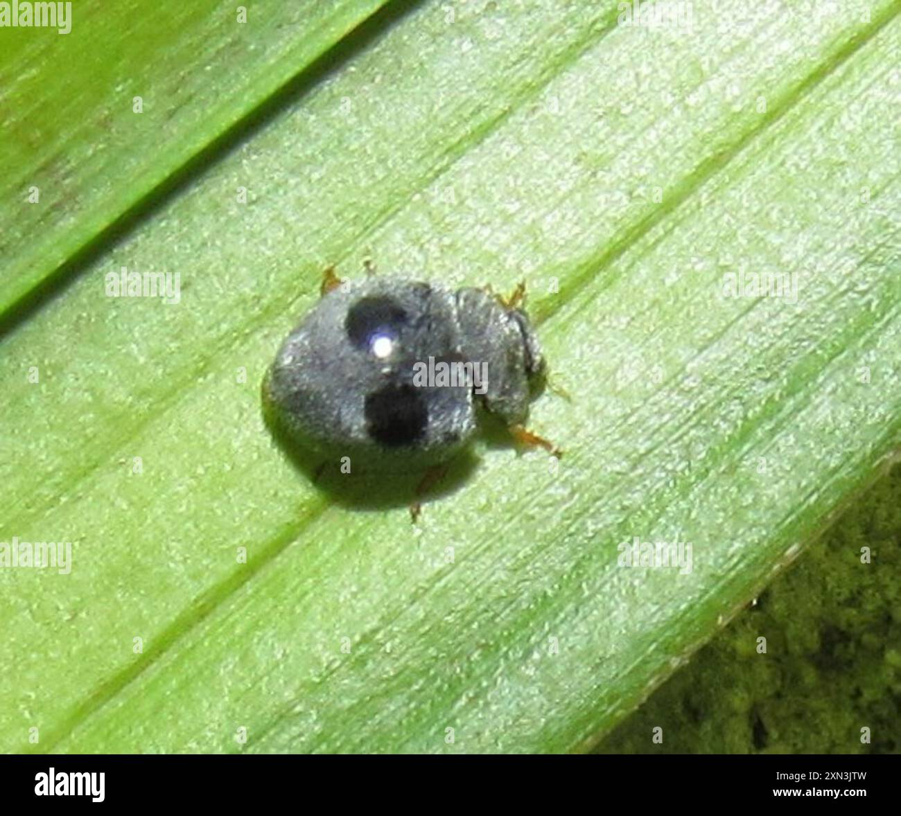 Azya hi-res stock photography and images - Alamy