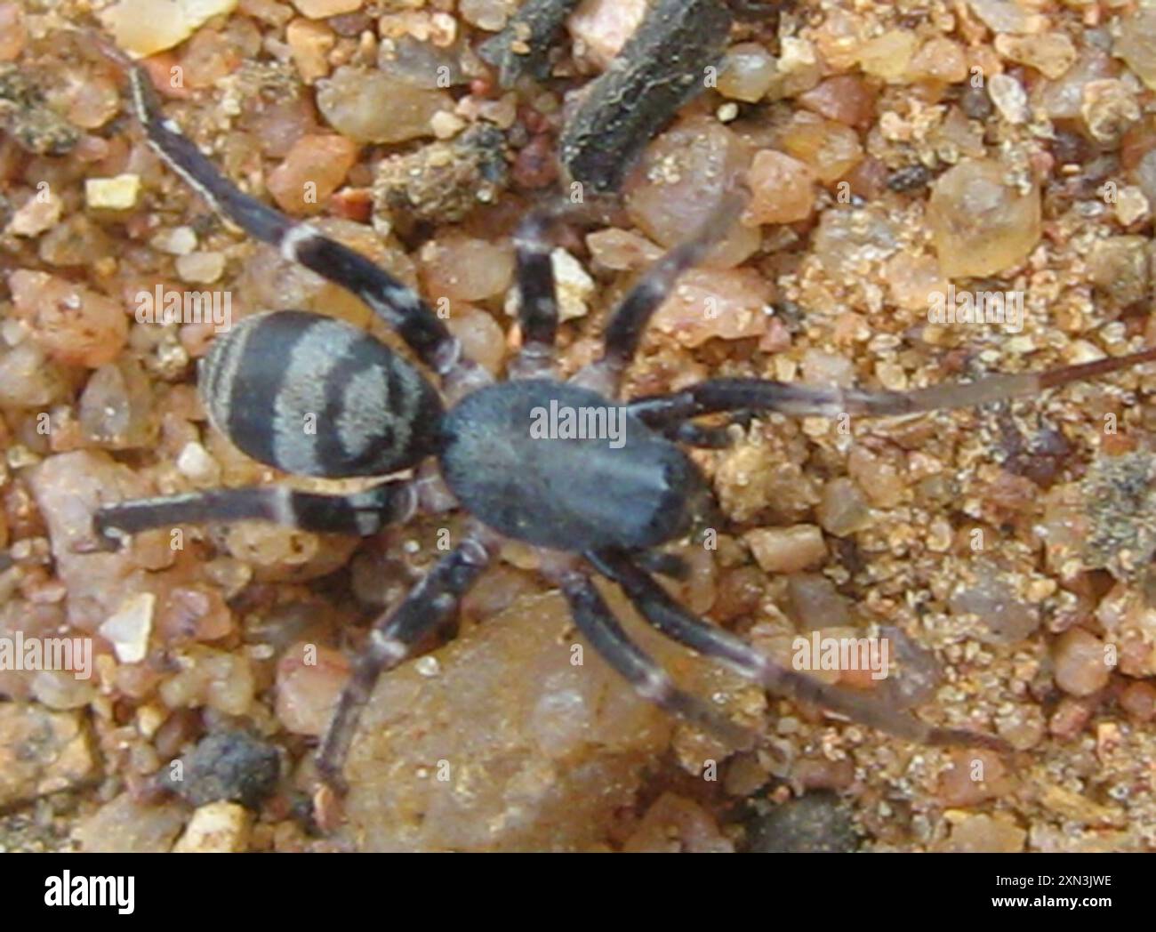 Ground and Ant-mimic Sac Spiders (Corinnidae) Arachnida Stock Photo - Alamy
