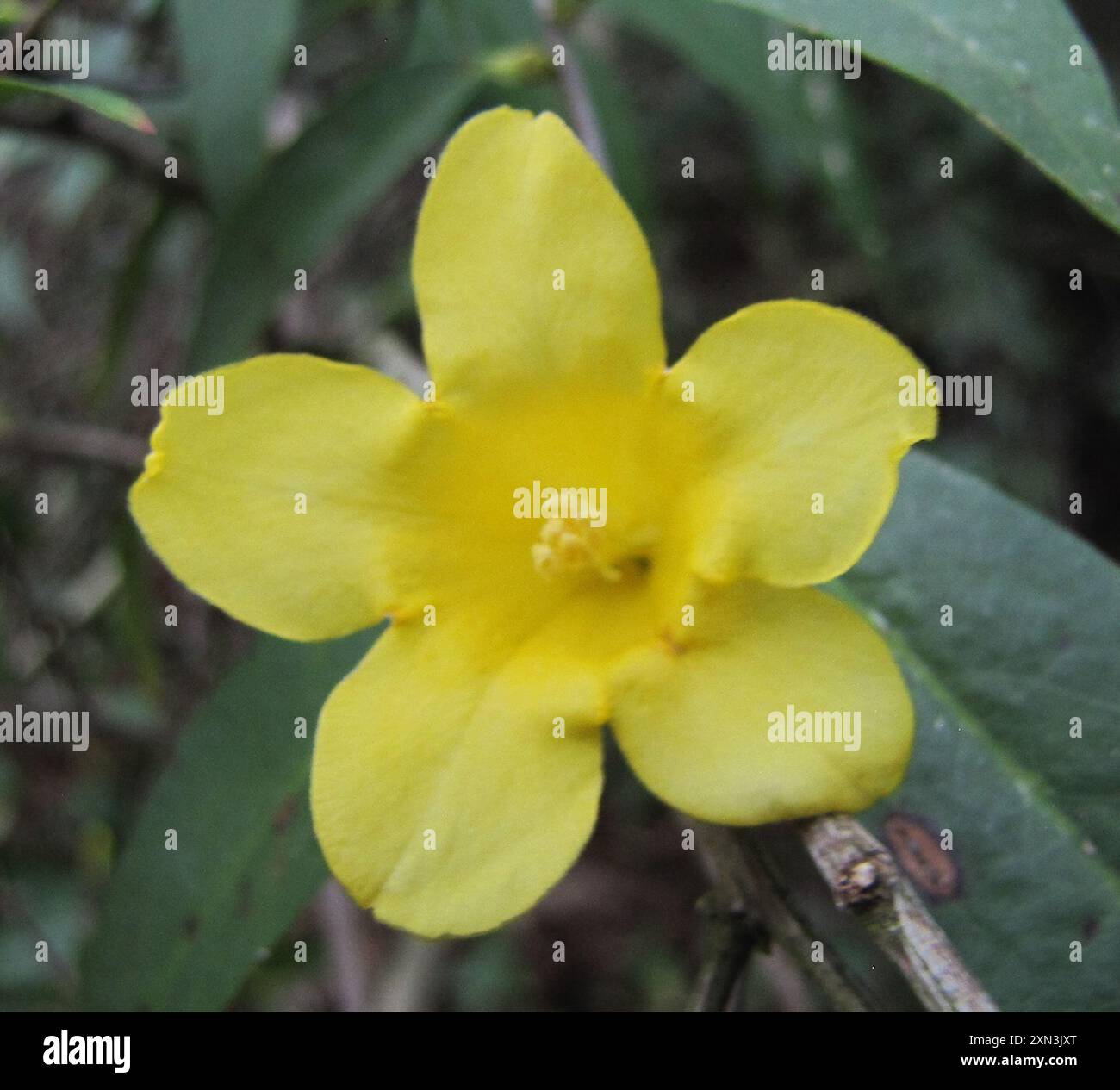 yellow jessamine (Gelsemium sempervirens) Plantae Stock Photo - Alamy
