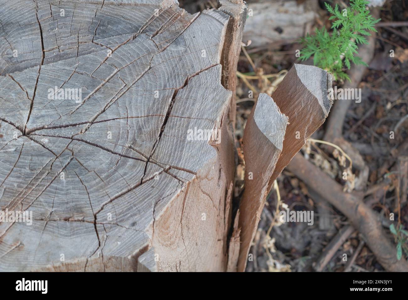 Close up photo of the cross section of a tree stump with visible wood ...
