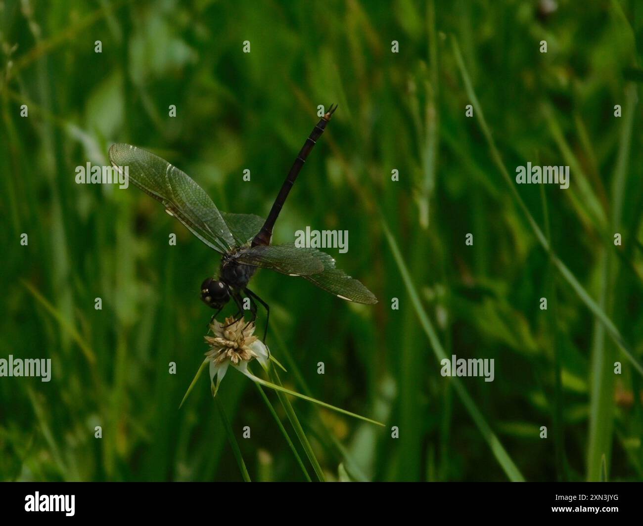 Four-spotted Pennant (Brachymesia gravida) Insecta Stock Photo - Alamy