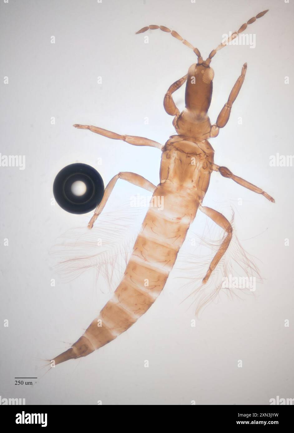 Tube-tailed Thrips (Phlaeothripidae) Insecta Stock Photo - Alamy