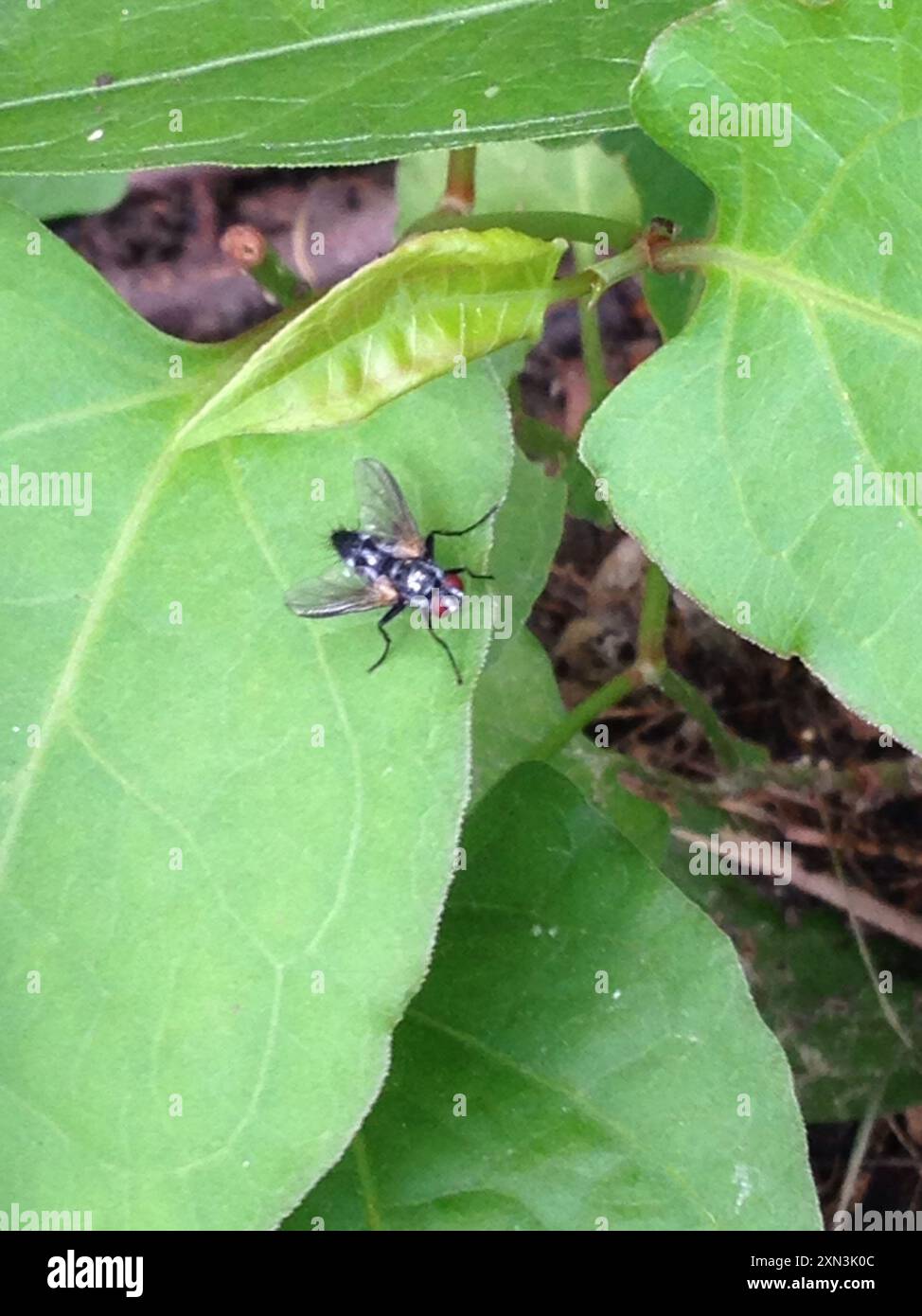 Bristle Flies (Tachinidae) Insecta Stock Photo - Alamy