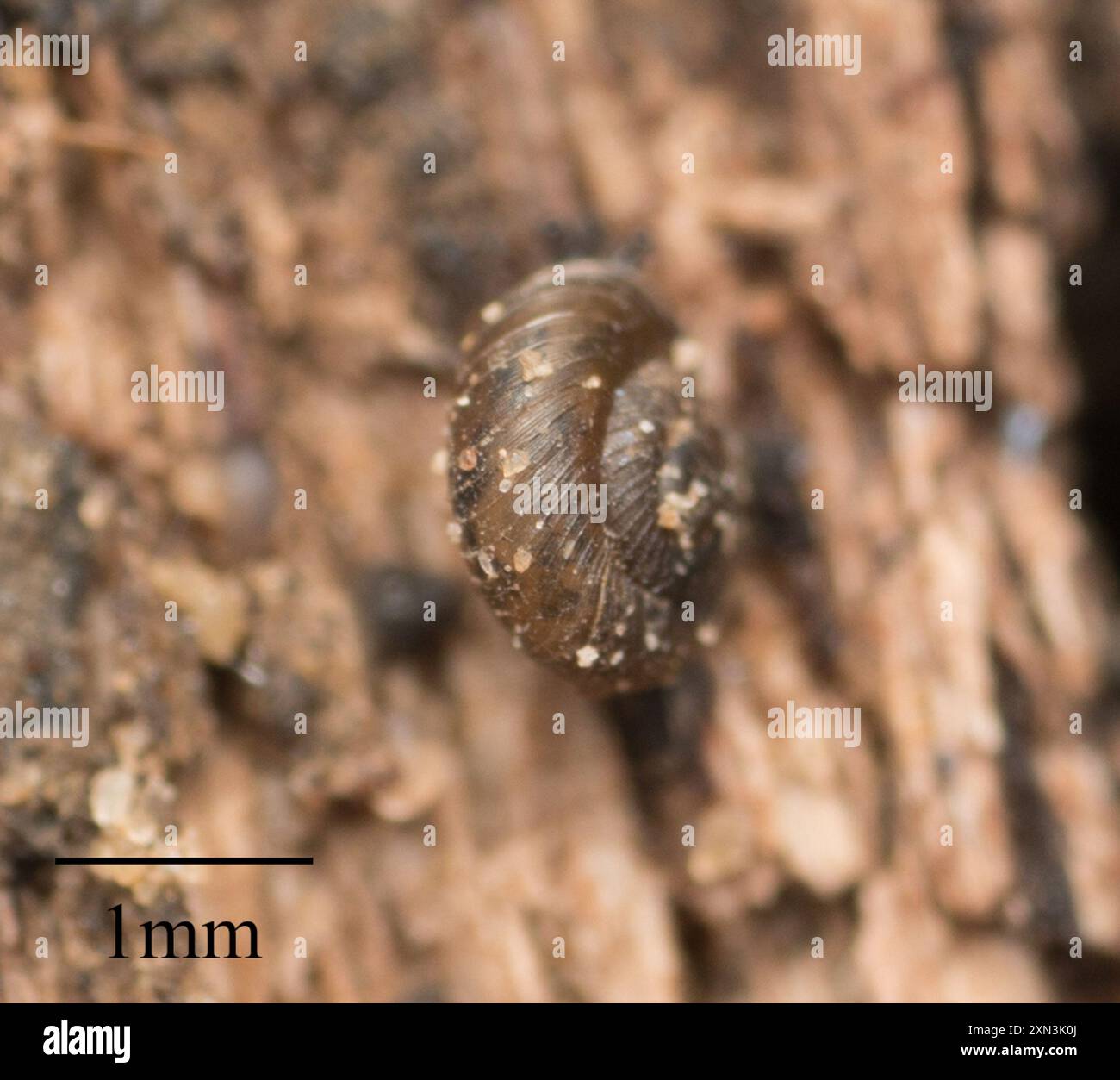 Pinhead Spot Snail (Paralaoma servilis) Mollusca Stock Photo - Alamy