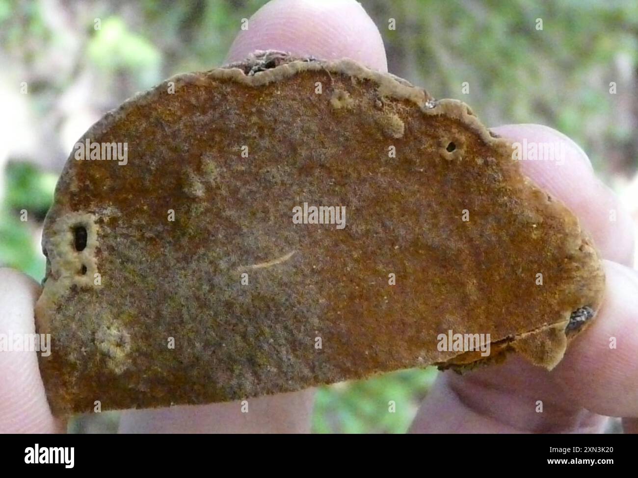 Cracked Cap Polypore (Fulvifomes robiniae) Fungi Stock Photo - Alamy