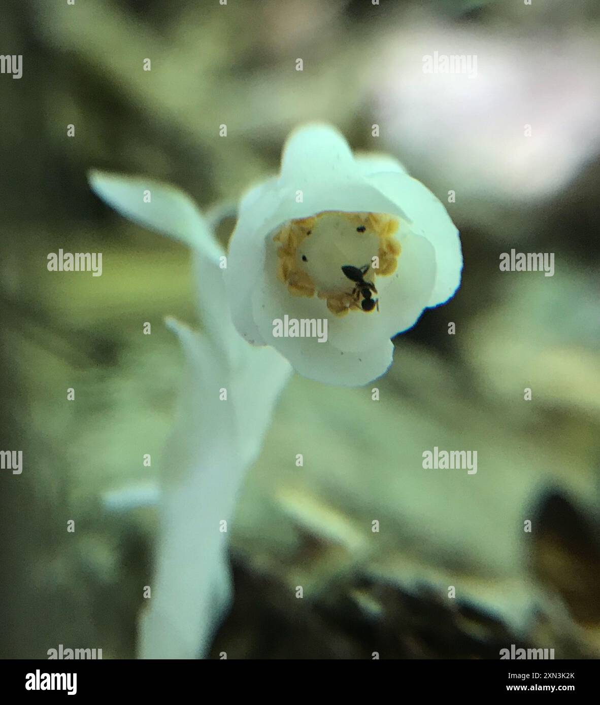 Ghost Pipe (Monotropa uniflora) Plantae Stock Photo - Alamy