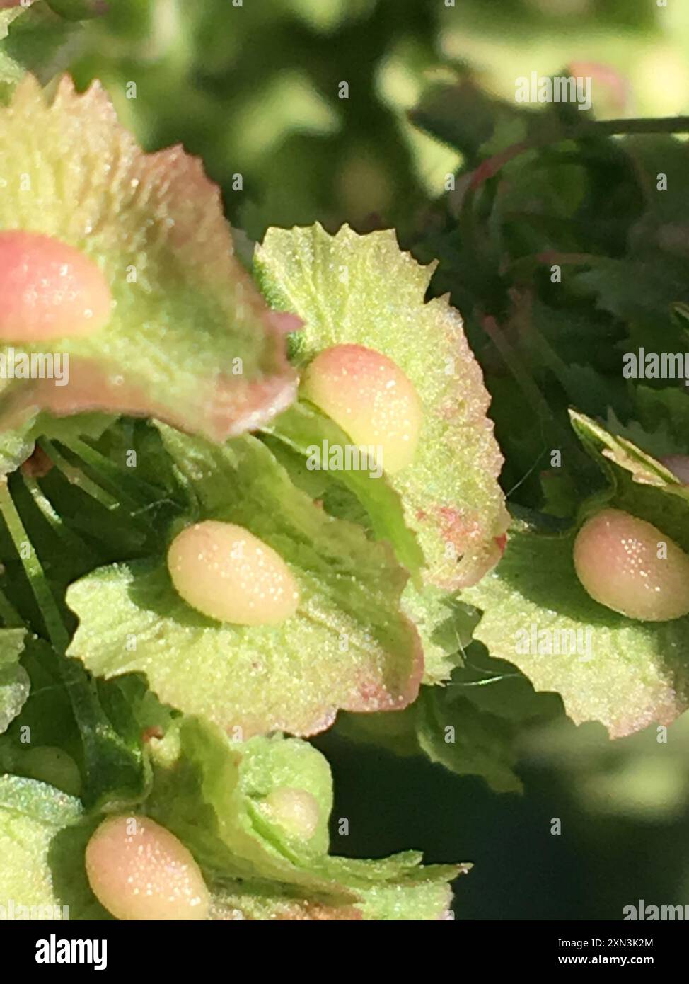 Greek Dock (Rumex cristatus) Plantae Stock Photo - Alamy