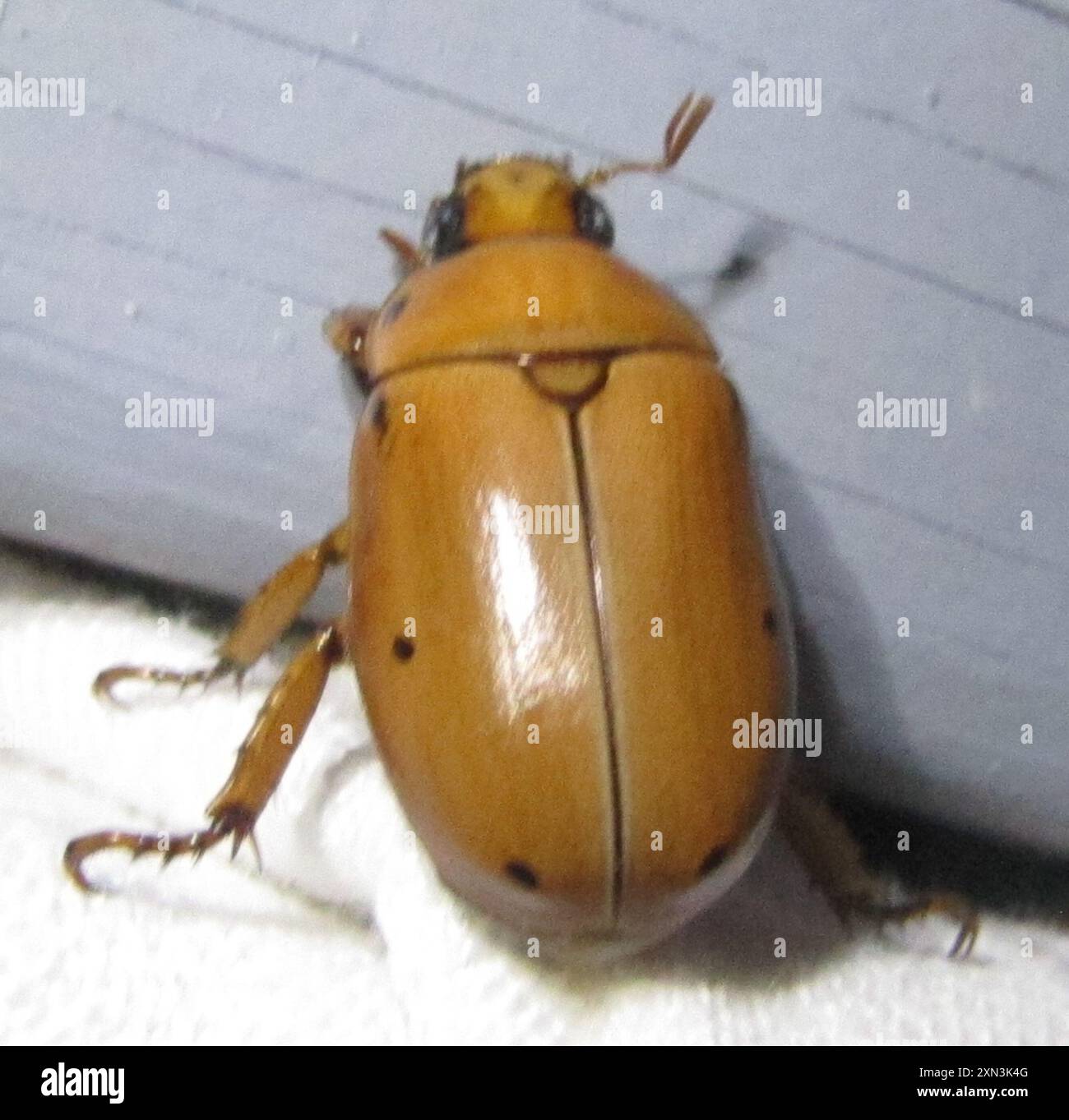 Grapevine Beetle (Pelidnota punctata) Insecta Stock Photo - Alamy