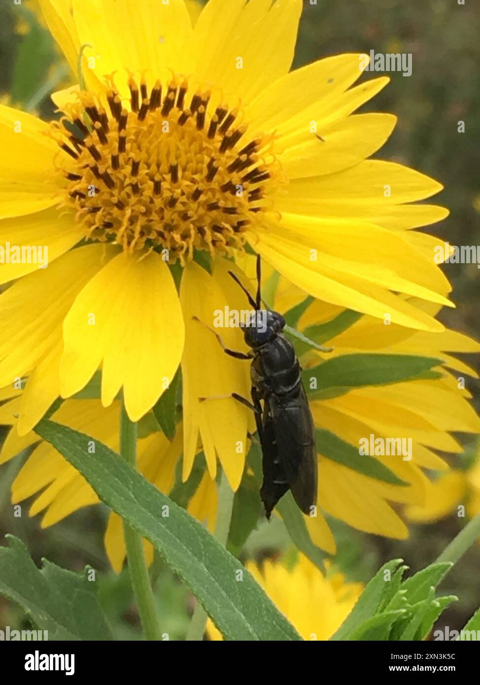 Black Soldier Fly (Hermetia illucens) Insecta Stock Photo - Alamy
