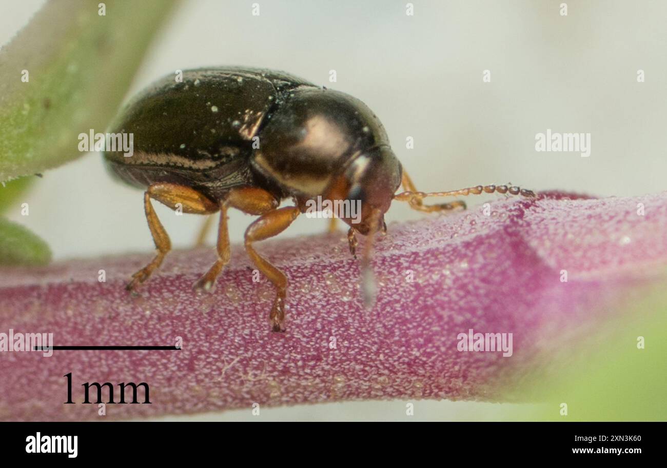 Bronze Leaf Beetle (Diachus auratus) Insecta Stock Photo - Alamy