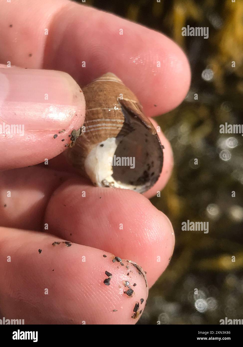 Common Periwinkle (Littorina littorea) Mollusca Stock Photo - Alamy