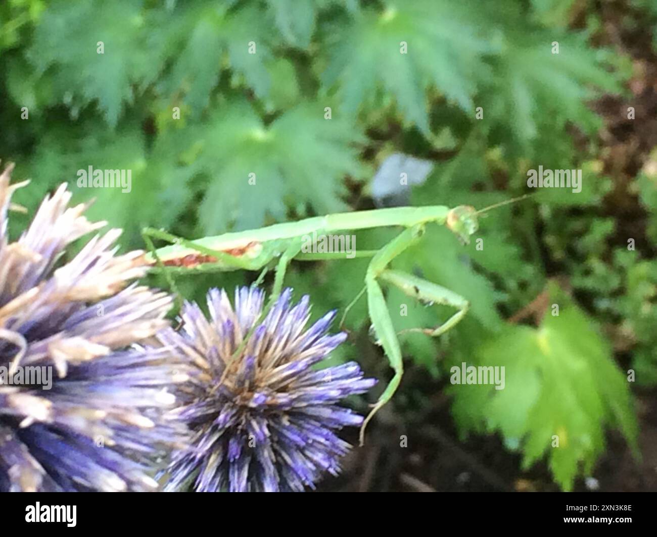 Chinese Mantis (Tenodera sinensis) Insecta Stock Photo - Alamy