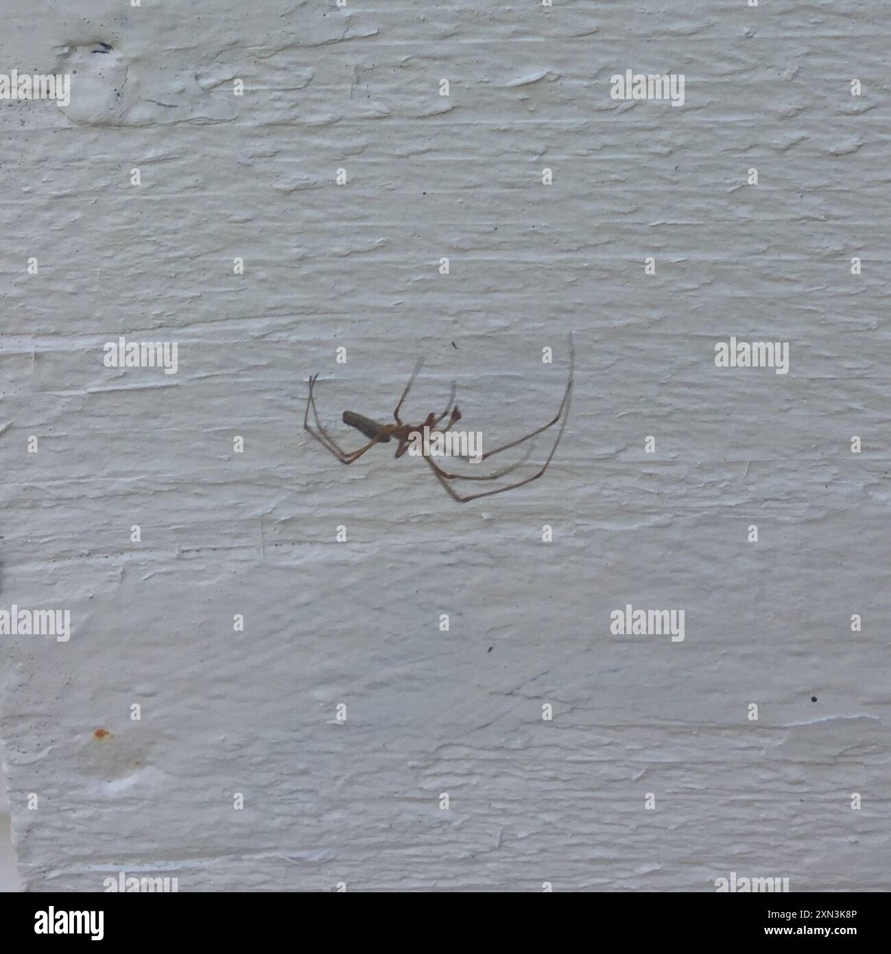 Stretch Spiders (Tetragnatha) Arachnida Stock Photo - Alamy
