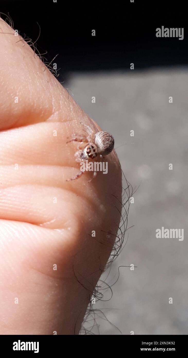 Opisthoncus polyphemus hi-res stock photography and images - Alamy