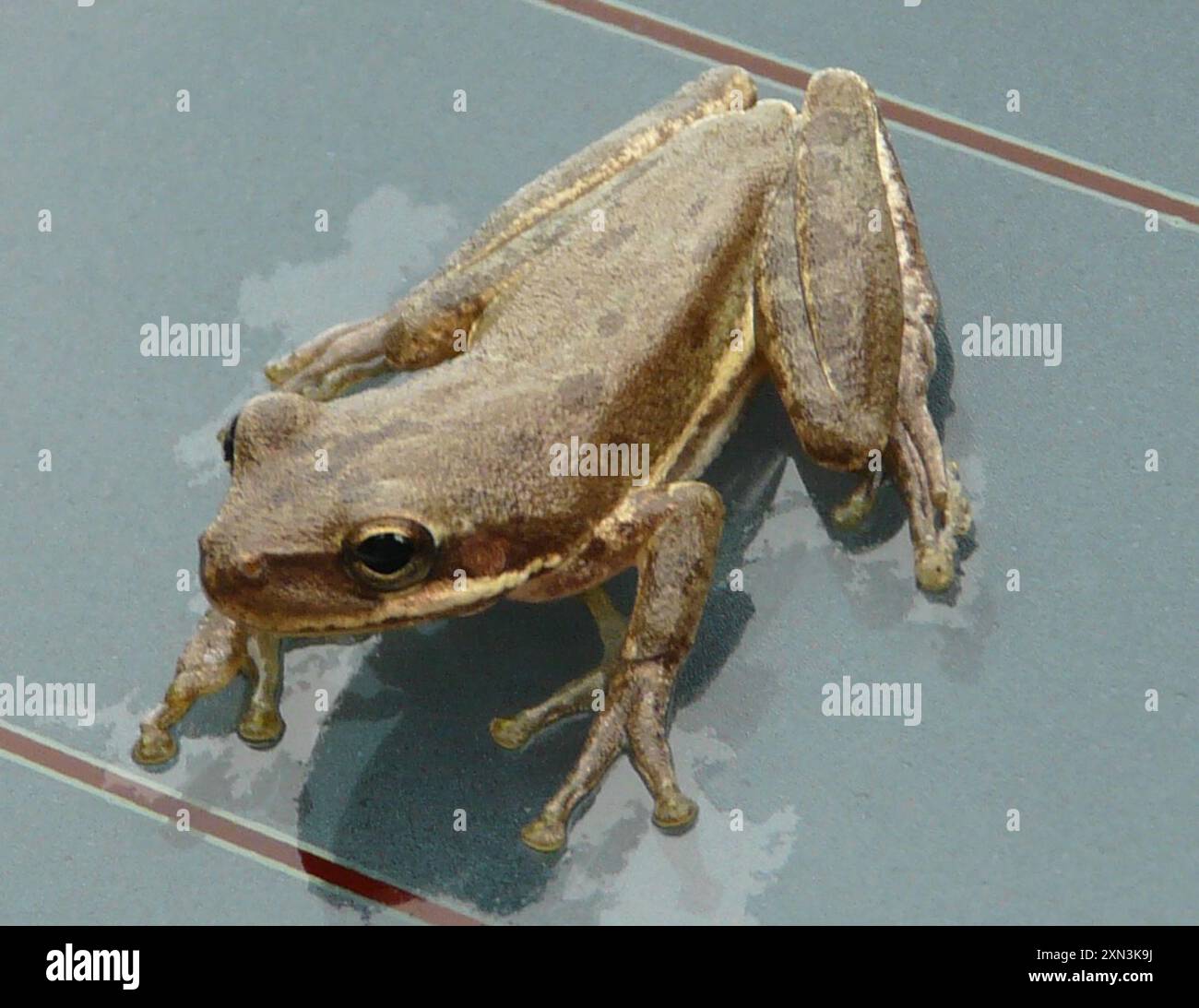 Squirrel Treefrog (Hyla squirella) Amphibia Stock Photo - Alamy