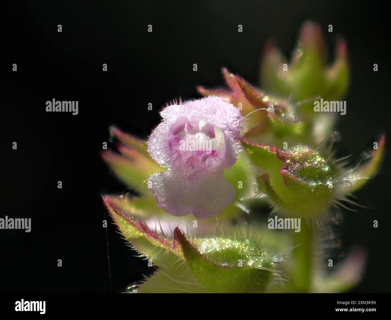 Mini-shiso (Mosla scabra) Plantae Stock Photo - Alamy
