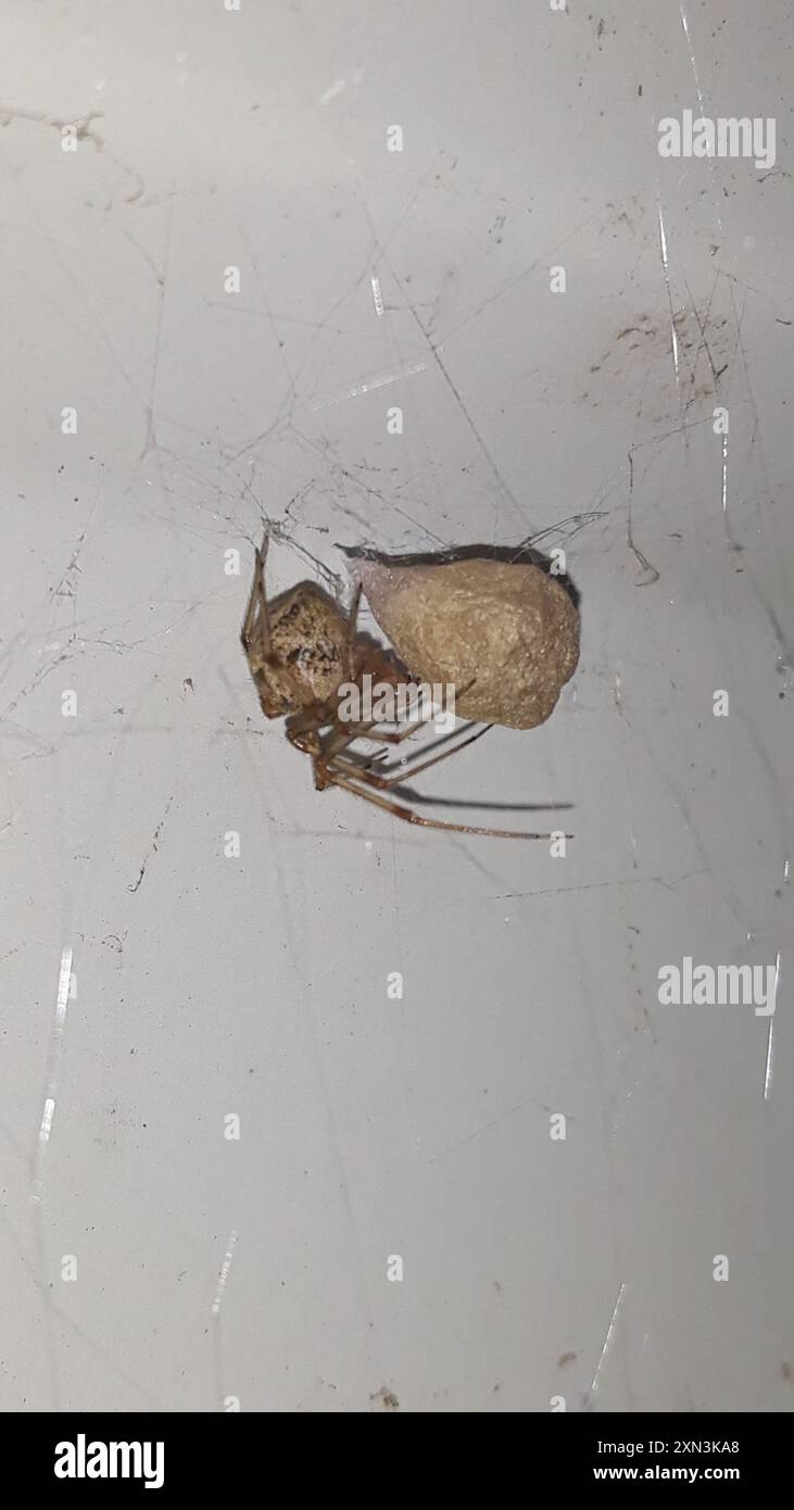 Comb-footed Spiders (Theridiidae) Arachnida Stock Photo - Alamy