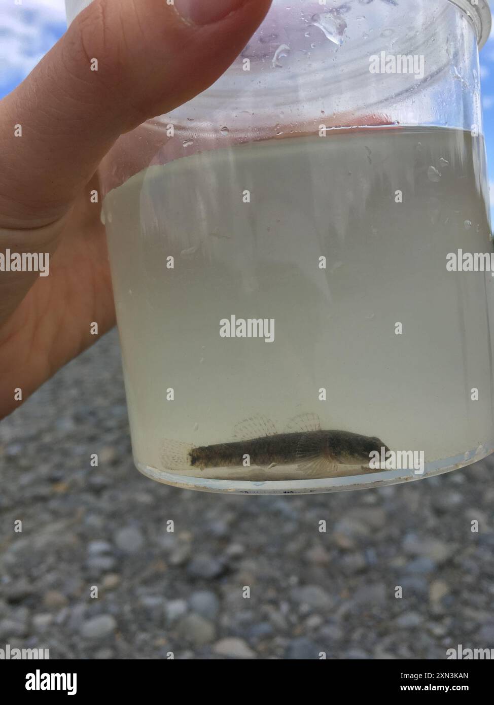 Redfin Bully (Gobiomorphus huttoni) Actinopterygii Stock Photo - Alamy