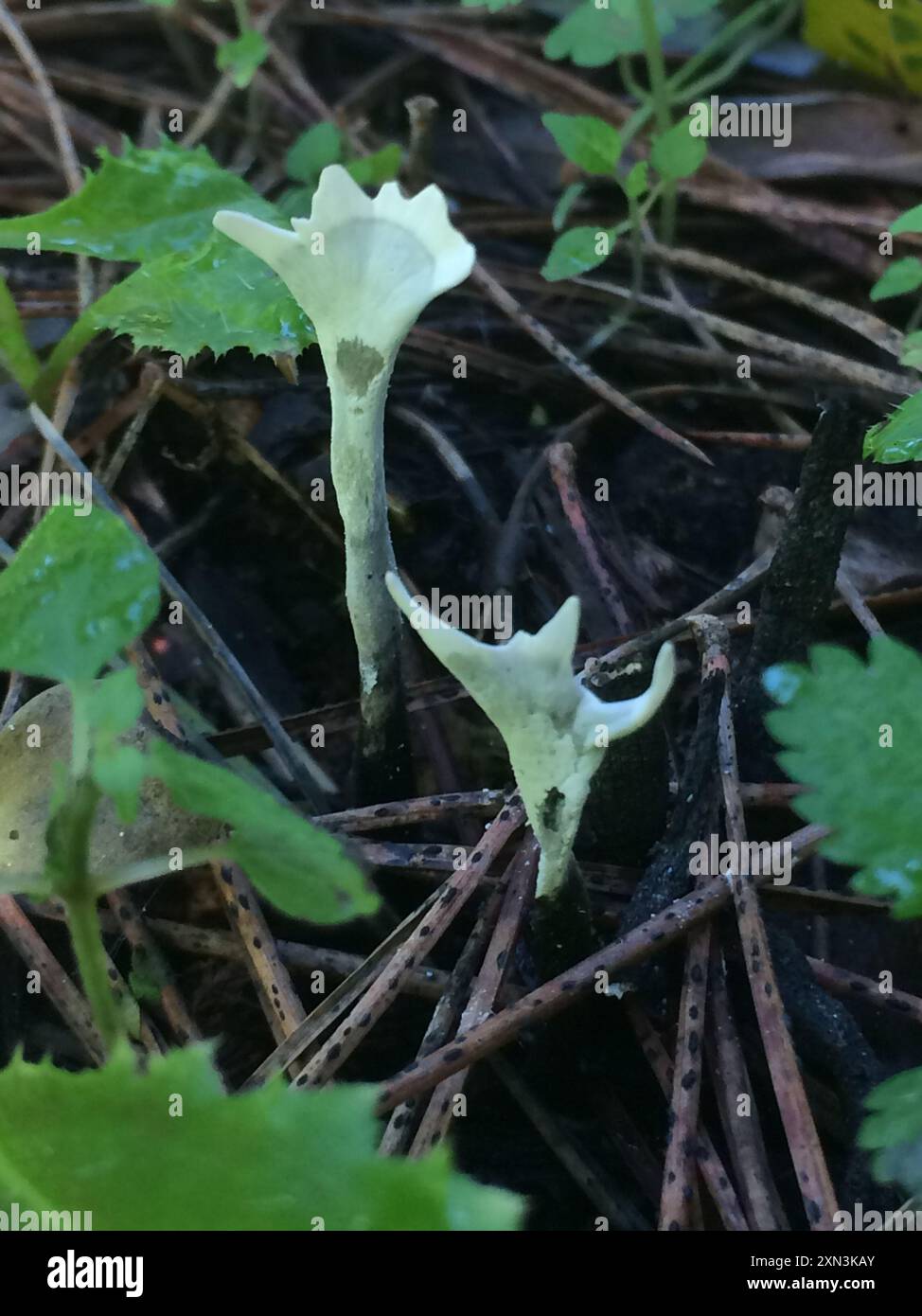 Candlesnuff Fungus (Xylaria hypoxylon) Fungi Stock Photo - Alamy