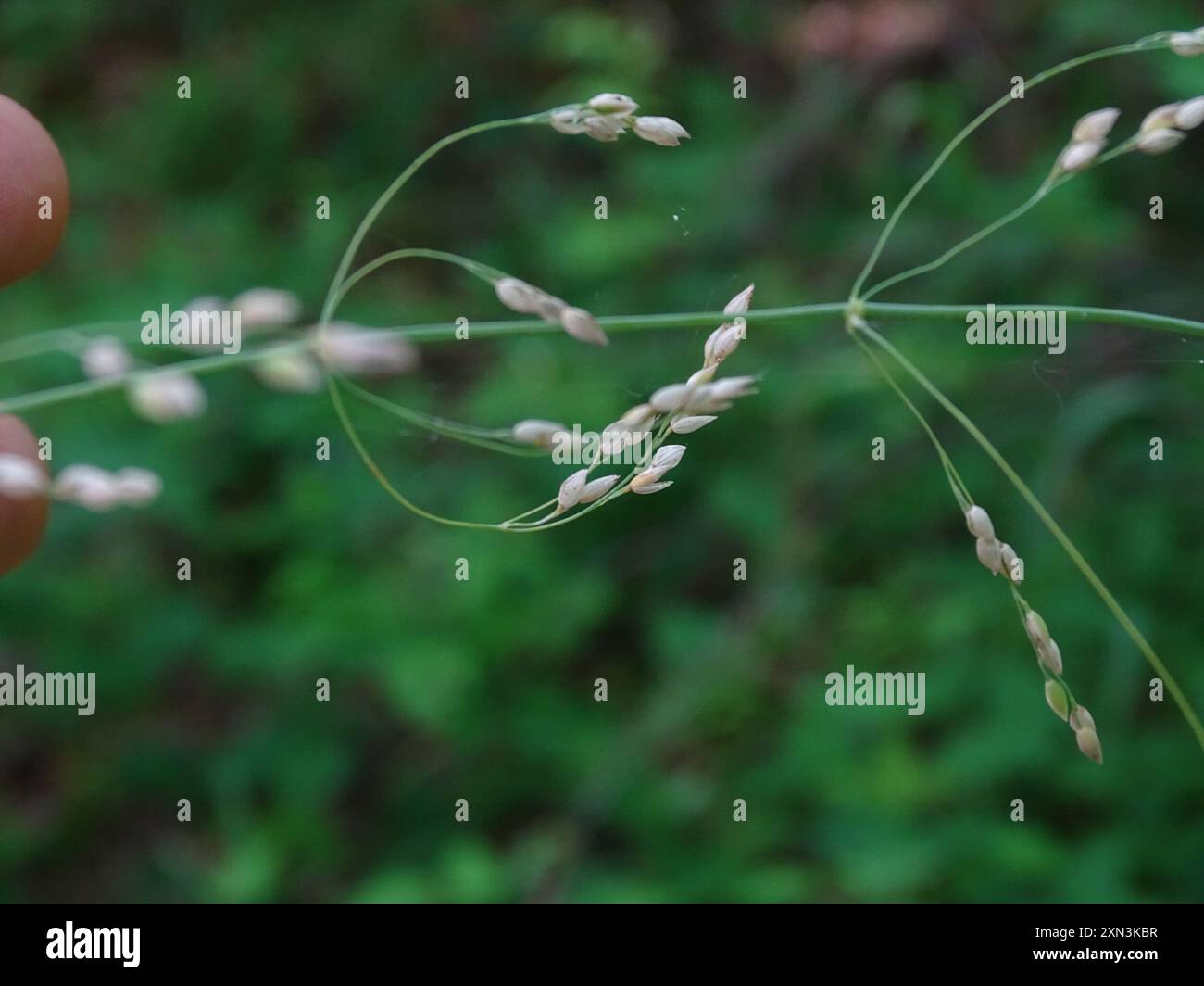 Wood Millet (Milium effusum) Plantae Stock Photo - Alamy
