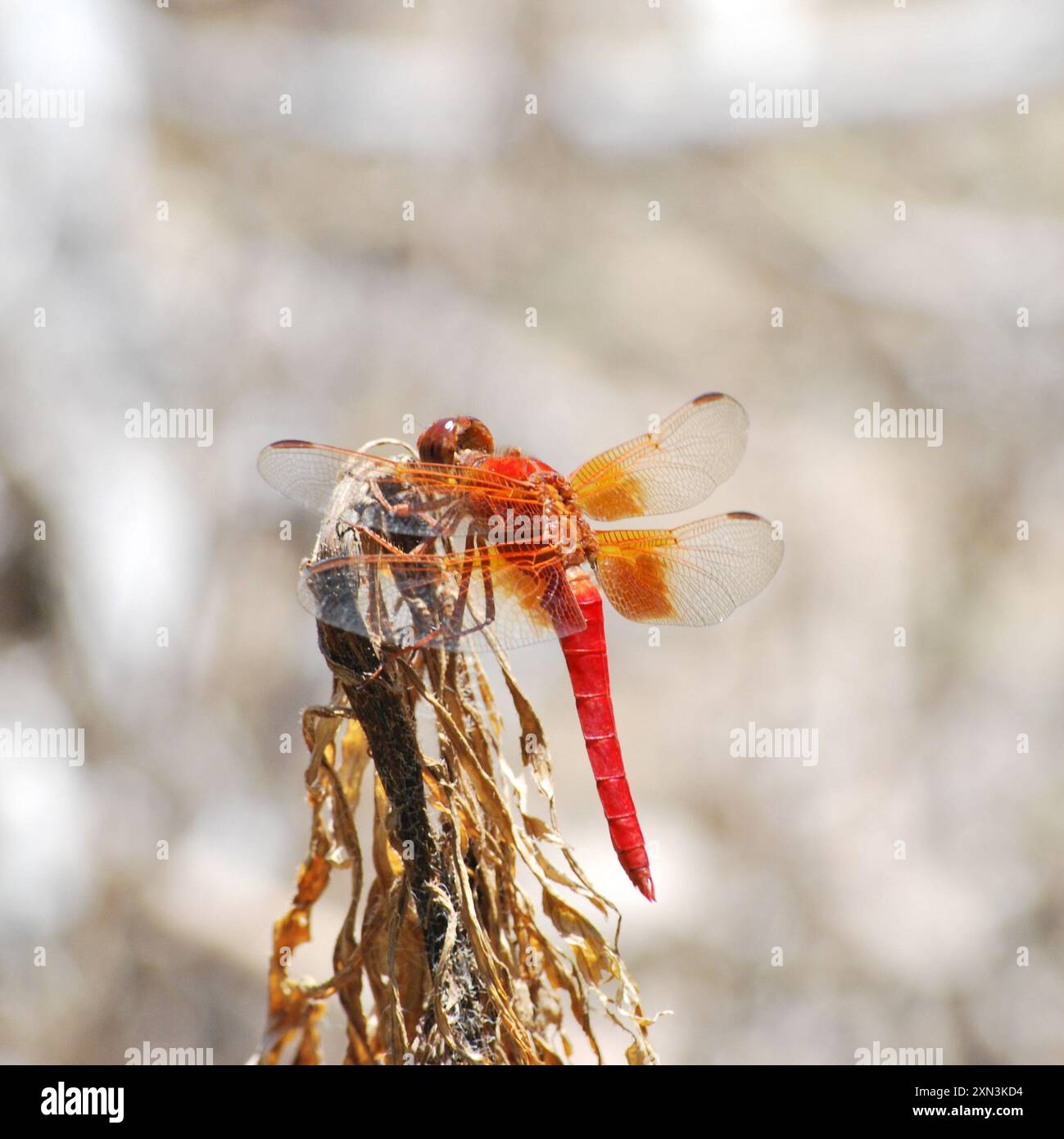 Neon Skimmer (Libellula croceipennis) Insecta Stock Photo - Alamy