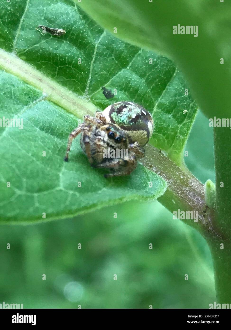 Golden Jumping Spider (Paraphidippus aurantius) Arachnida Stock Photo ...