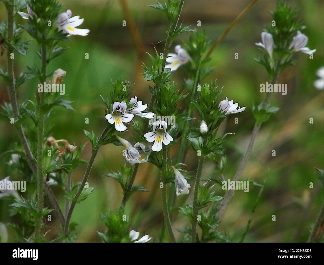 Common Eyebright (Euphrasia nemorosa) Plantae Stock Photo - Alamy