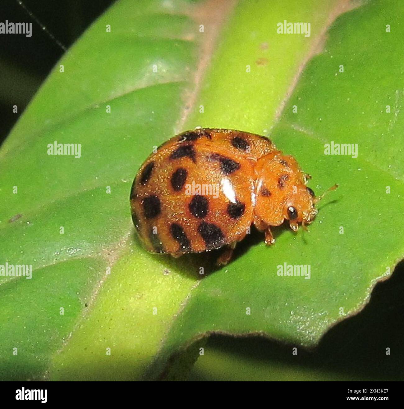 Henosepilachna vigintioctopunctata hi-res stock photography and images ...