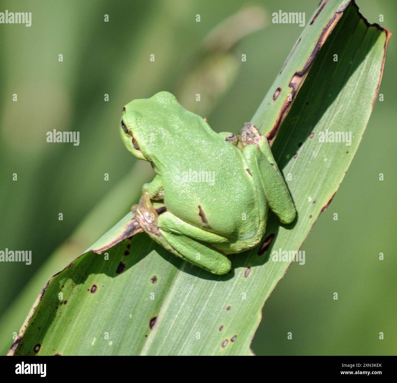 Po's Tree Frog (Hyla intermedia perrini) Amphibia Stock Photo - Alamy
