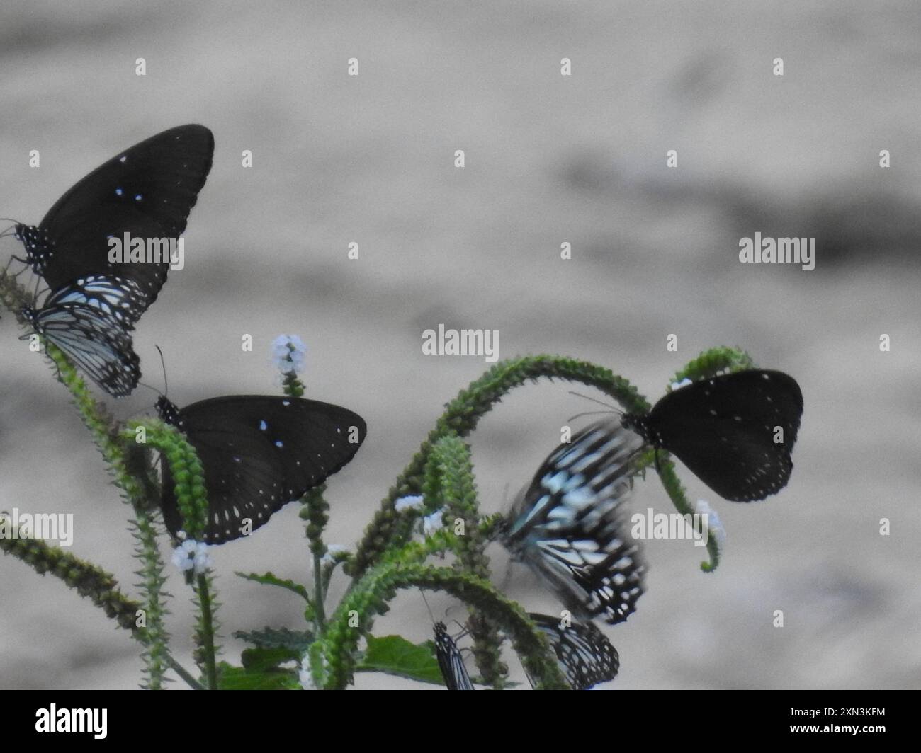 Blue spotted crow butterfly hi-res stock photography and images - Alamy