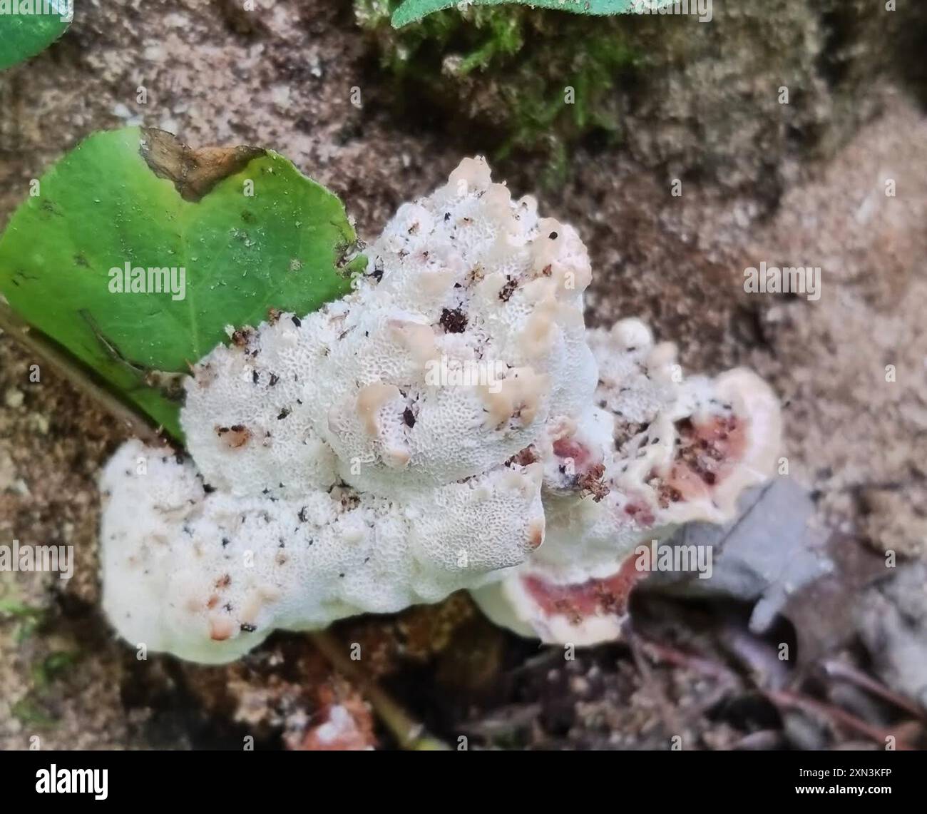 Blushing Rosette (Abortiporus biennis) Fungi Stock Photo - Alamy