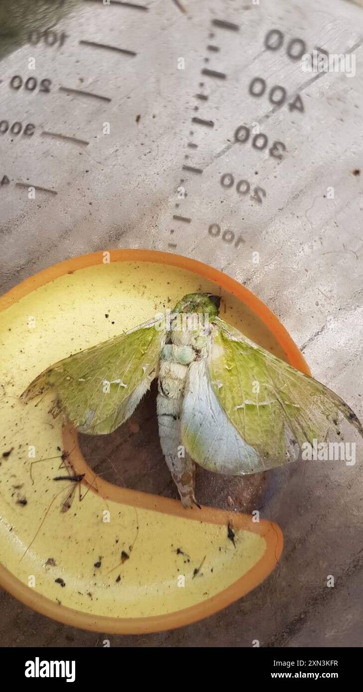 Puriri moth hi-res stock photography and images - Alamy