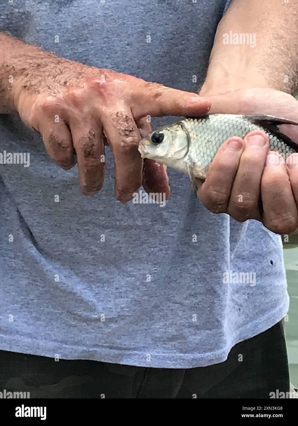 Smallmouth Buffalo (Ictiobus bubalus) Actinopterygii Stock Photo - Alamy