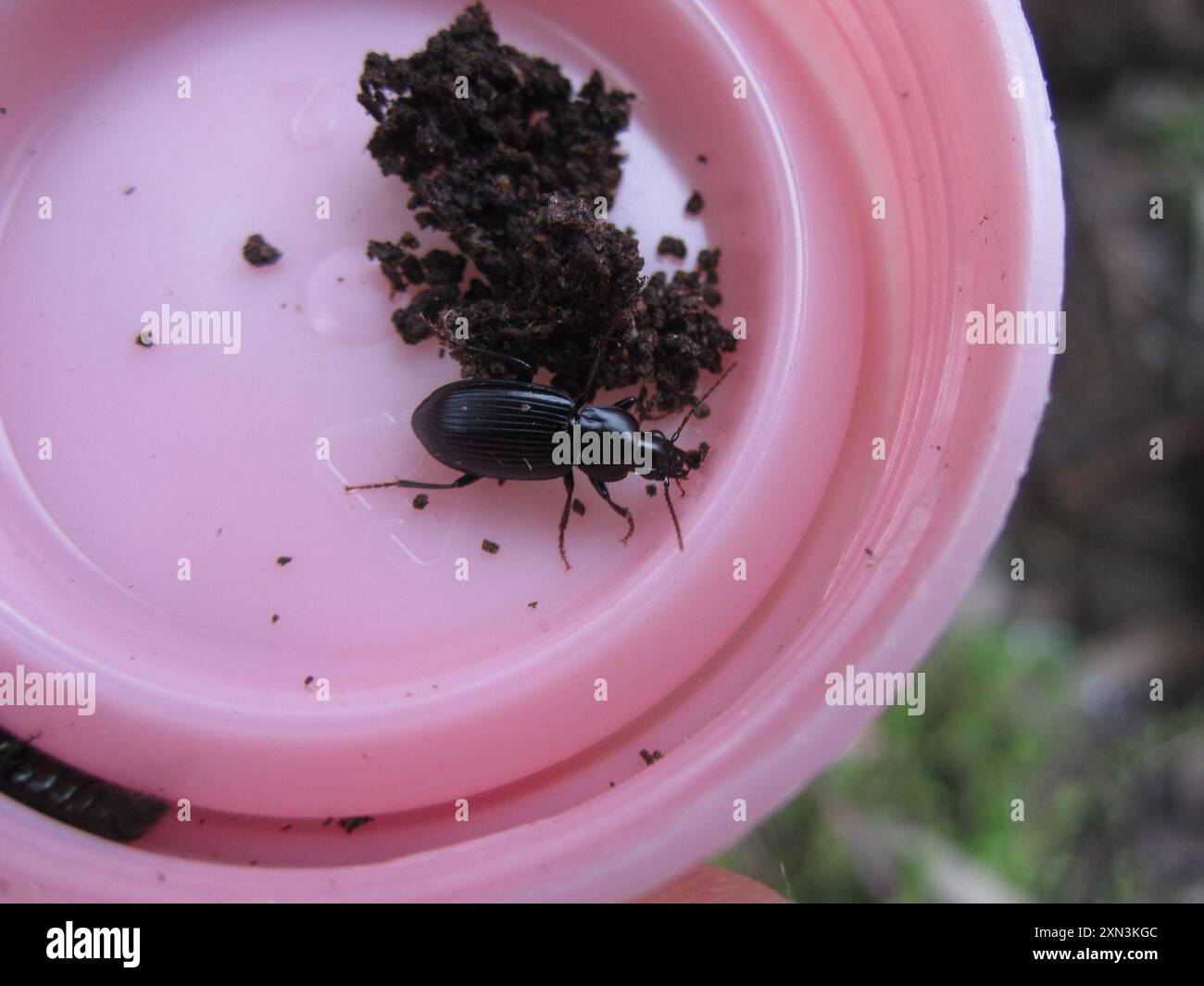 Sad ground beetle (Rhytisternus miser) Insecta Stock Photo - Alamy
