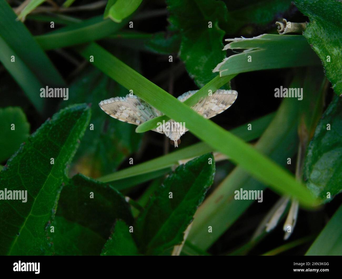 Stained-glass Moth (Samea castellalis) Insecta Stock Photo - Alamy