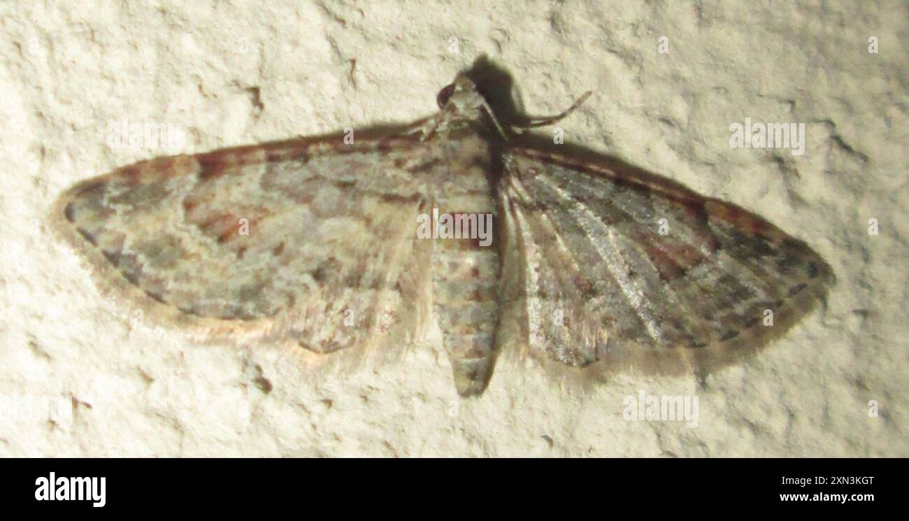 Geometer Moths (Geometridae) Insecta Stock Photo - Alamy